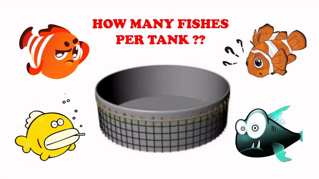 How Many Fishes Per Biofloc Tank How To Calculate Fish density Per How Many Fishes Per Biofloc Tank How To Calculate Fish density Per