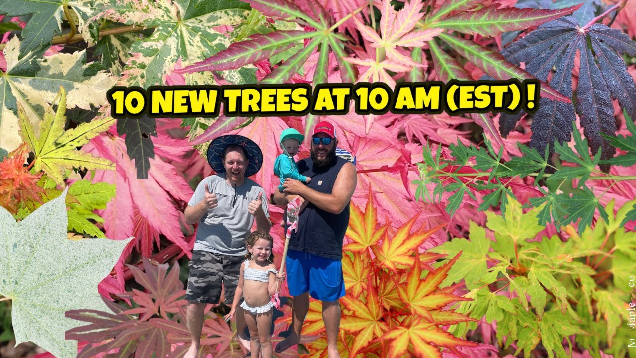 The 10 New Trees at 10 AM (EST) by MrMaple.com | Japanese Maples are ...