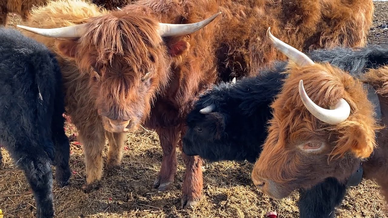 Why Tamworth Pigs, St.Croix Hair Sheep & Scottish Highland Cattle are ...