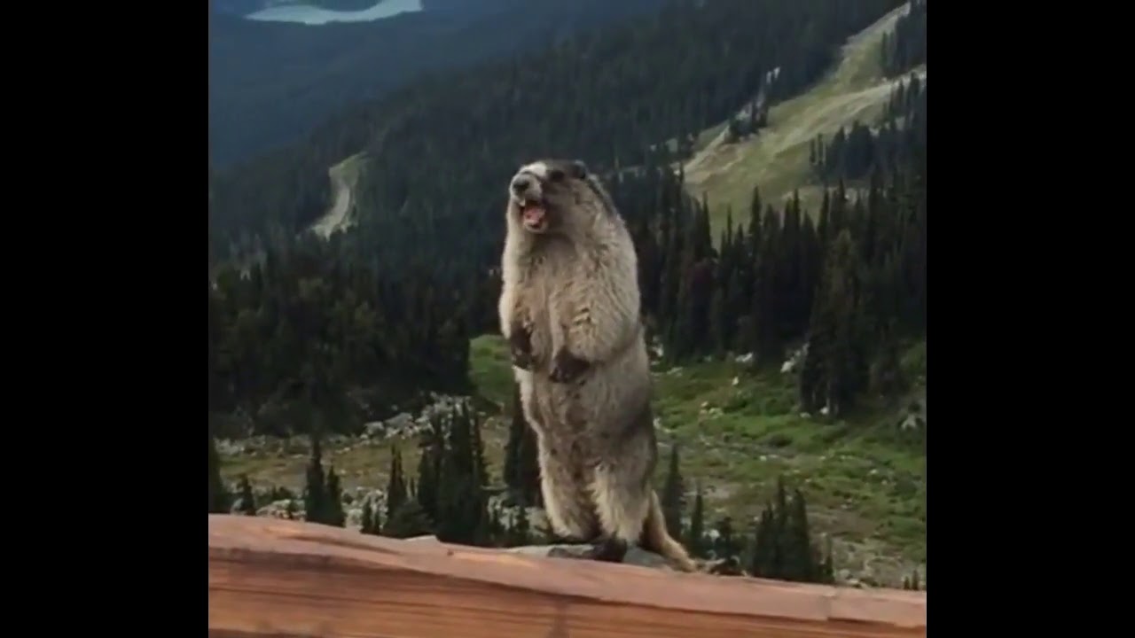 The gopher screams. - YouTube