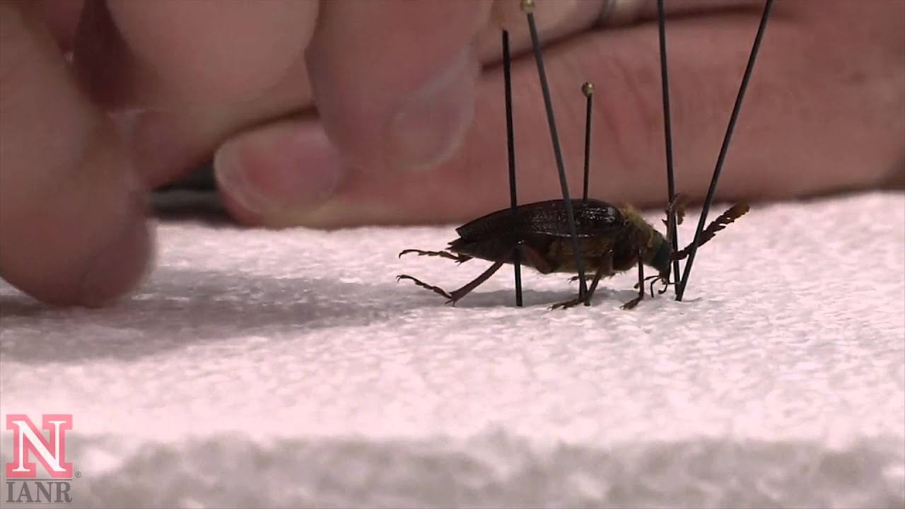 How to pin a beetle - YouTube