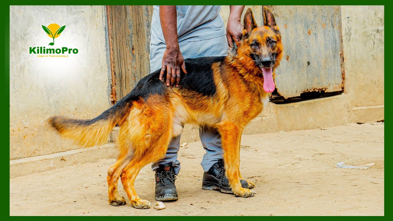 UFUGAJI WA MBWA KISASA, MBEGU BORA, CHANJO, CHAKULA CHA MBWA, MAHITAJI ...