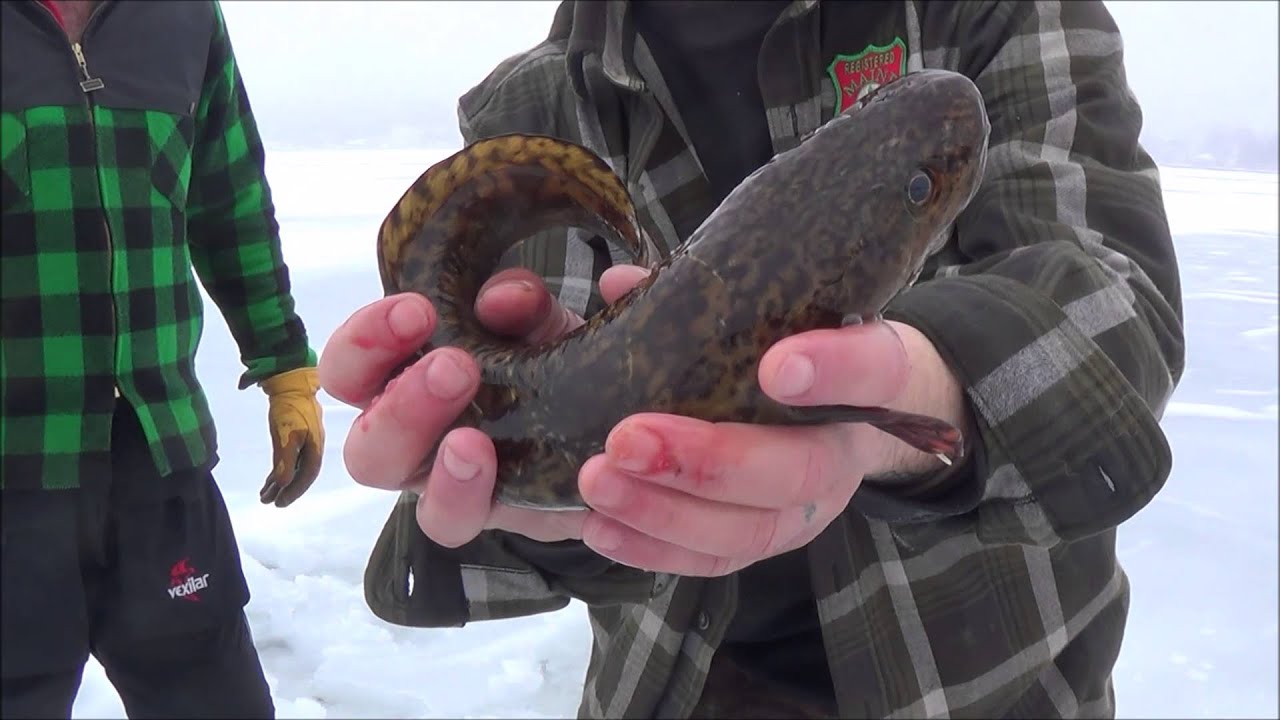 How to Catch a Cusk or Burbot - YouTube