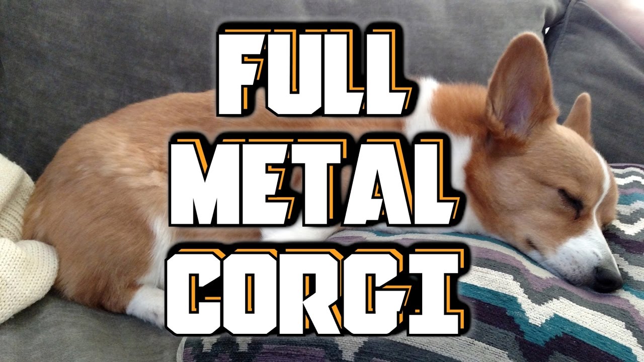 Full Metal Corgi - YouTube