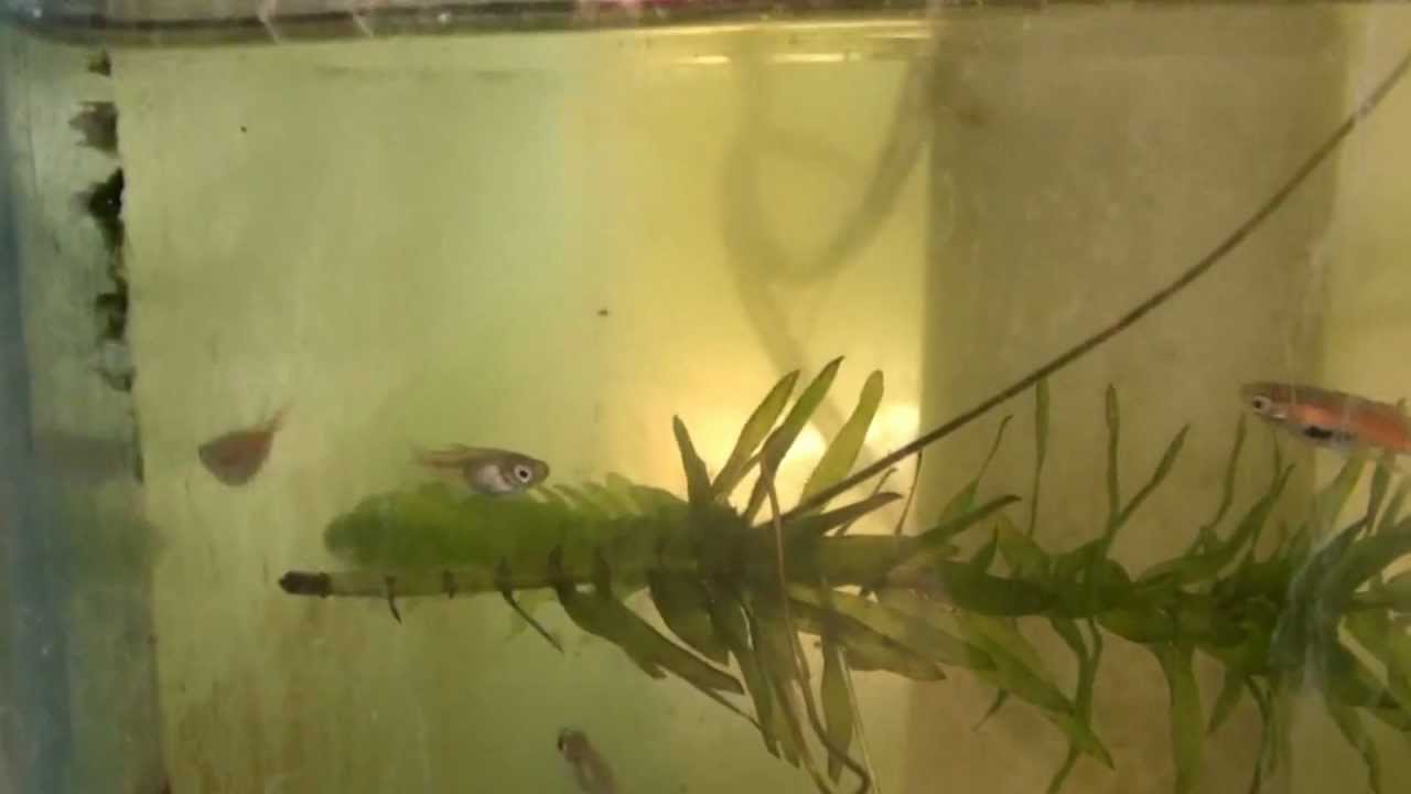 magenta Endler - YouTube