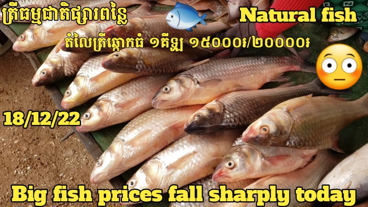 តំលៃត្រីឆ្កោកធំនៅថ្ងៃនេះ || Big fish prices fall sharply today ...