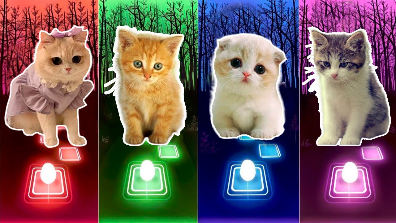 Cute Cats JISOO FLOWER BLACKPINK vs FIFTY FIFTY CUPID vs BTS DYNAMITE ...