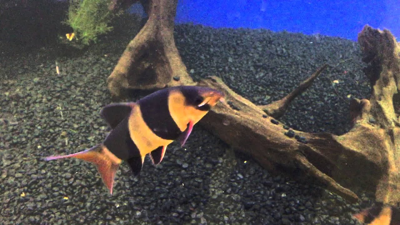 600 Gallon Monster Fish- Albino Arowana, Pacu and Sharks - YouTube