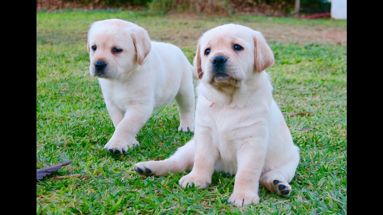 Cachorros de Labrador de un mes. Criadero Hymagyna - YouTube
