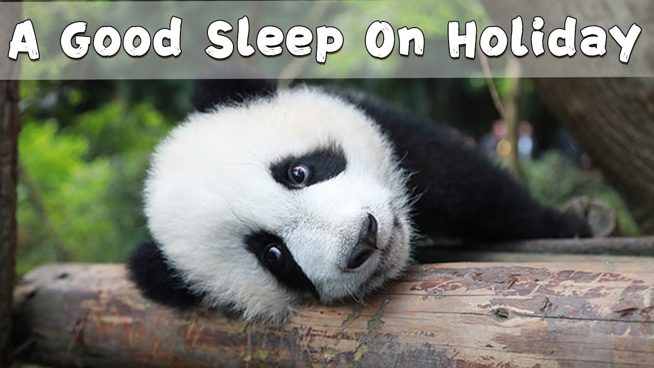 Pay Tribute To The Holiday With A Good Sleep | iPanda - YouTube