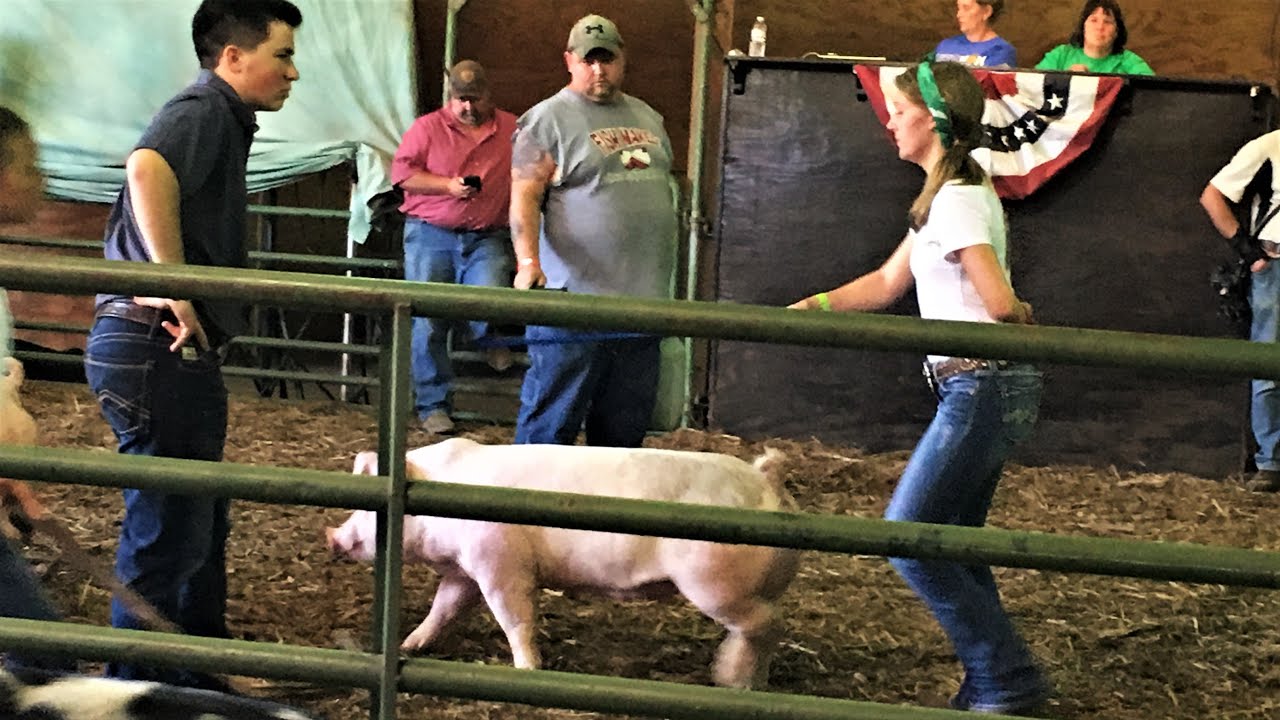 County Fair 2020 Covid Style, Market Hog Weigh-In, Bath, Show Ring, 4H ...