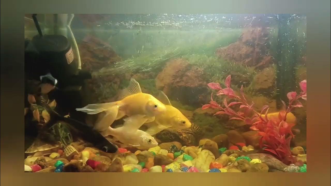 #fish#fishshorts#fishvideo#🦈🐡🐠🐟 - YouTube