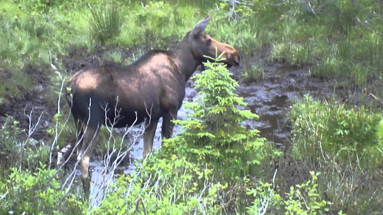 moose - YouTube
