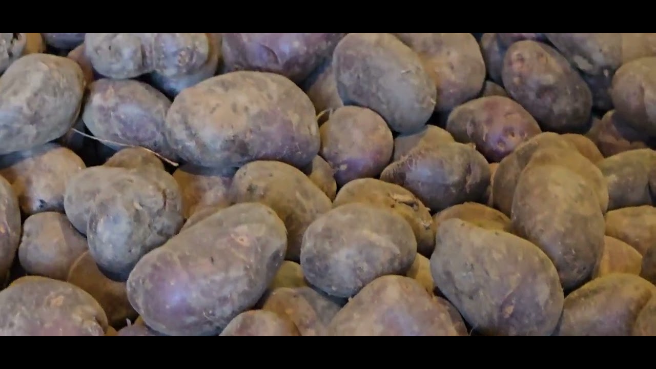 Potočar ' Stara sorta krompira ' - YouTube