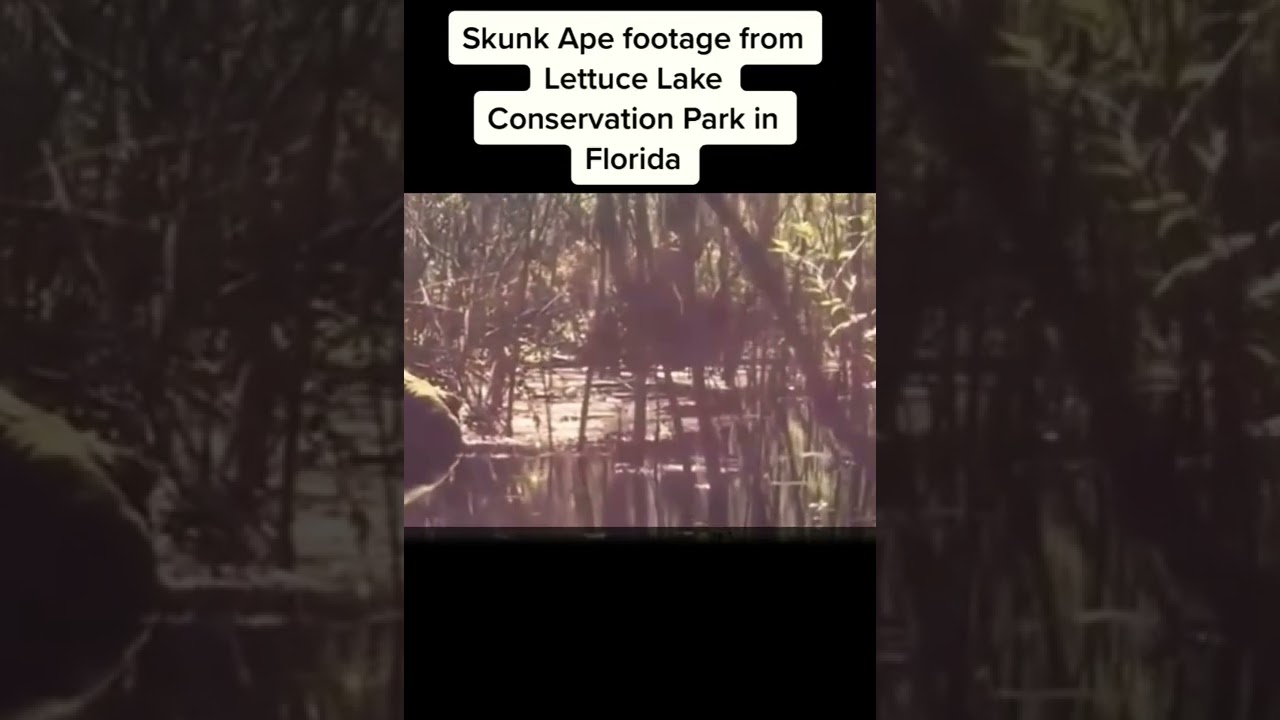 Skunk ape footage from Florida | Bigfoot encounter - YouTube