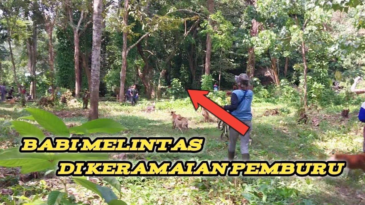 B4B1 SUPER JUMBO .... !!! MELINTAS DI TEMPAT KERAMAIAN || SUNGGUH ...