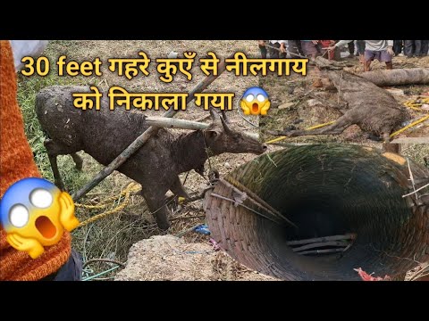 Rescue Operation of Blue Bull from 30 feet deep Well | खतरनाक कुएं से ...