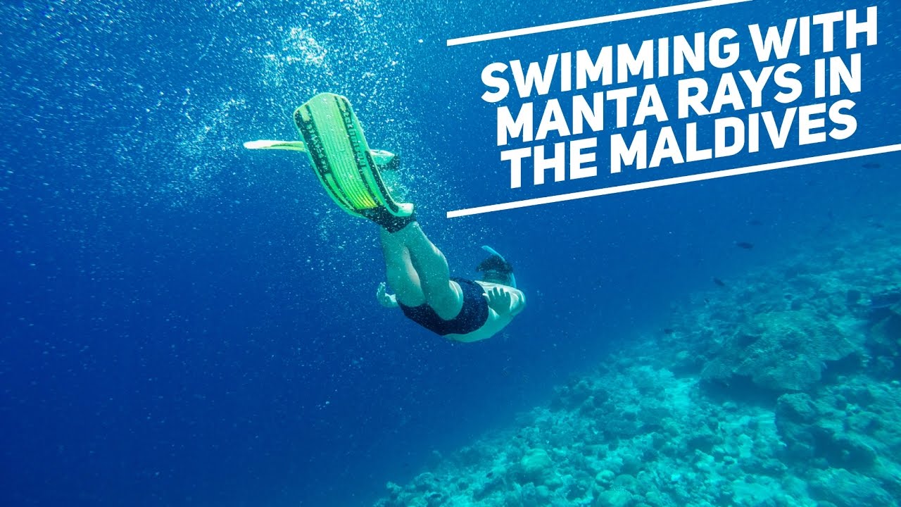 SWIMMING WITH MANTA RAYS AND DOLPHINS IN THE MALDIVES || Maldives ...