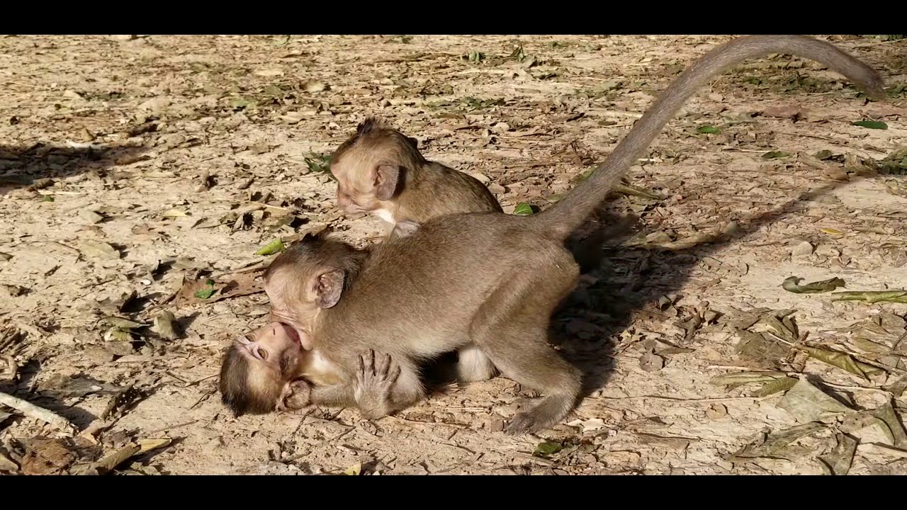 Amara Little Monkeys 36 - YouTube