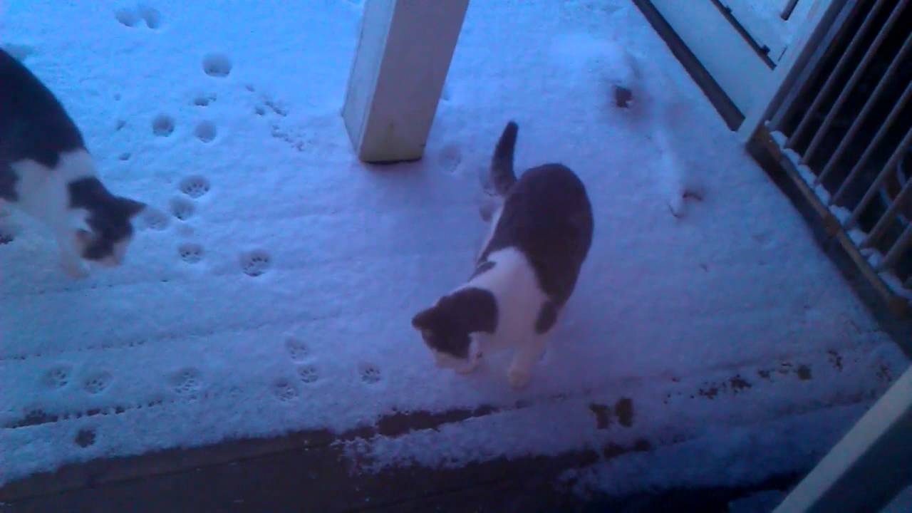 Cats experiencing snow for the first time - YouTube
