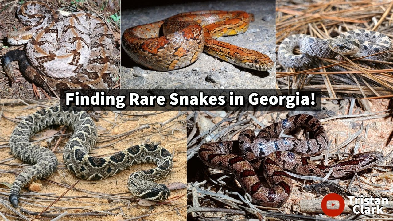 Finding Rare Snakes in Georgia! Baby Eastern Diamondback Rattlesnake ...