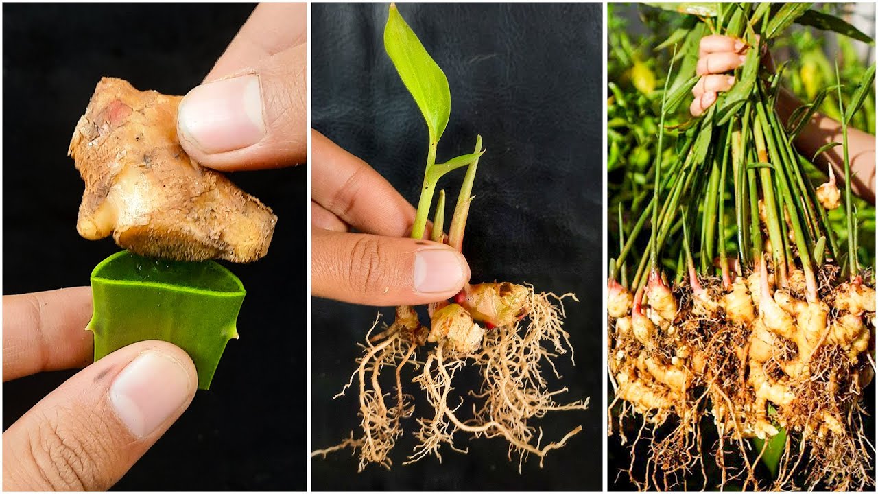 How to grow ginger at home from planting for harvest / Growing Big ...