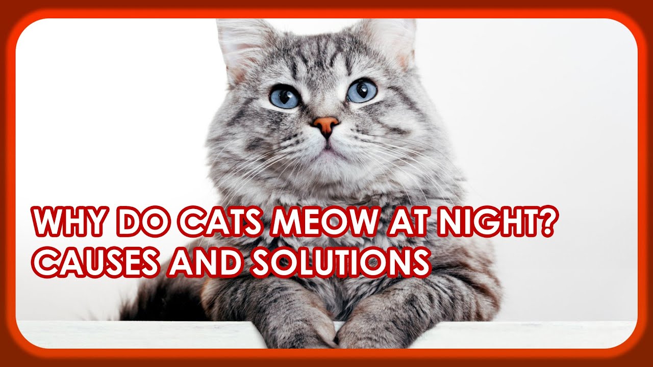 Why Do Cats Meow at Night? Causes and Solutions - YouTube