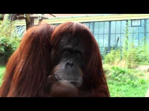 Animals close up at Vienna Zoo 2013 (BMCC)