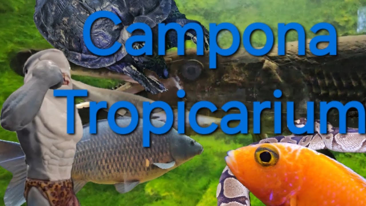 Budapest Campona Tropicarium - YouTube