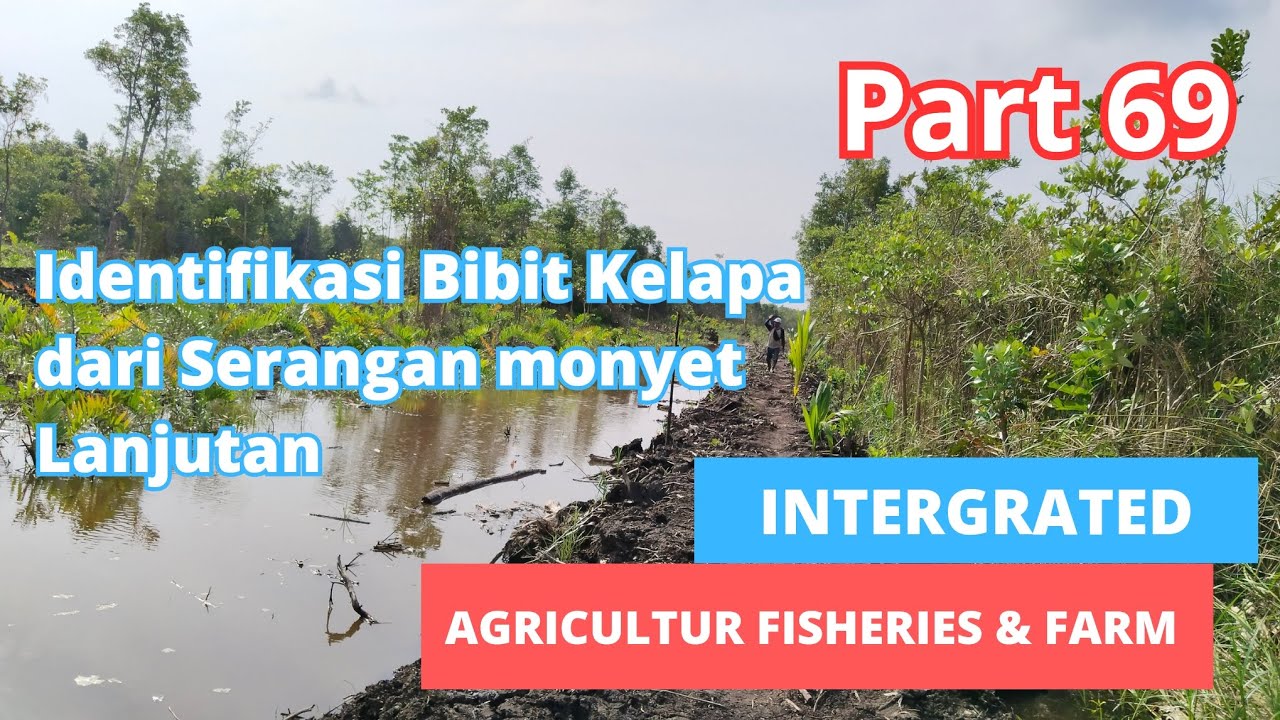 Pengelolaan Lahan Pertanian Pasang Surut Part 69, Edisi Identifikasi ...