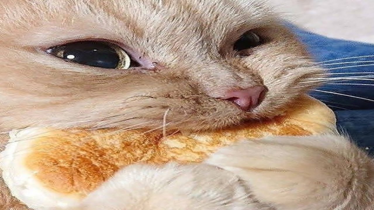 Gatos Graciosos - Videos de Risa de Gatos Chistosos # 51 - YouTube