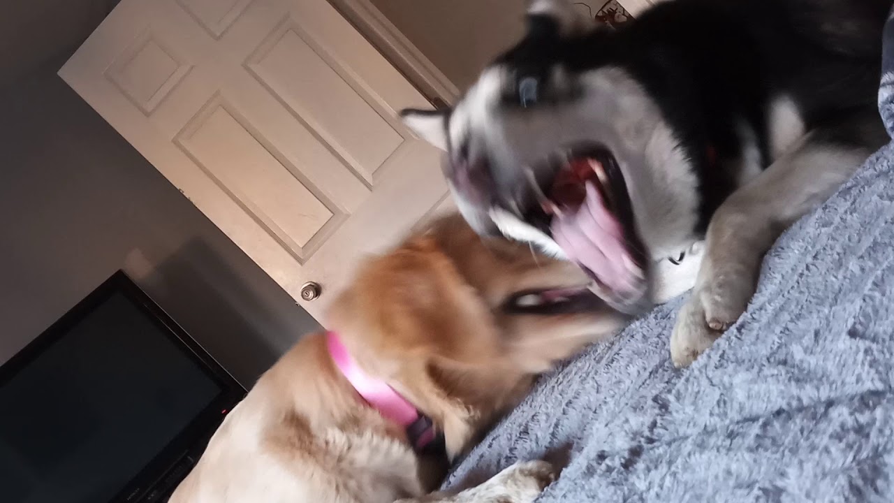 Golden retriever and a husky fighting - YouTube