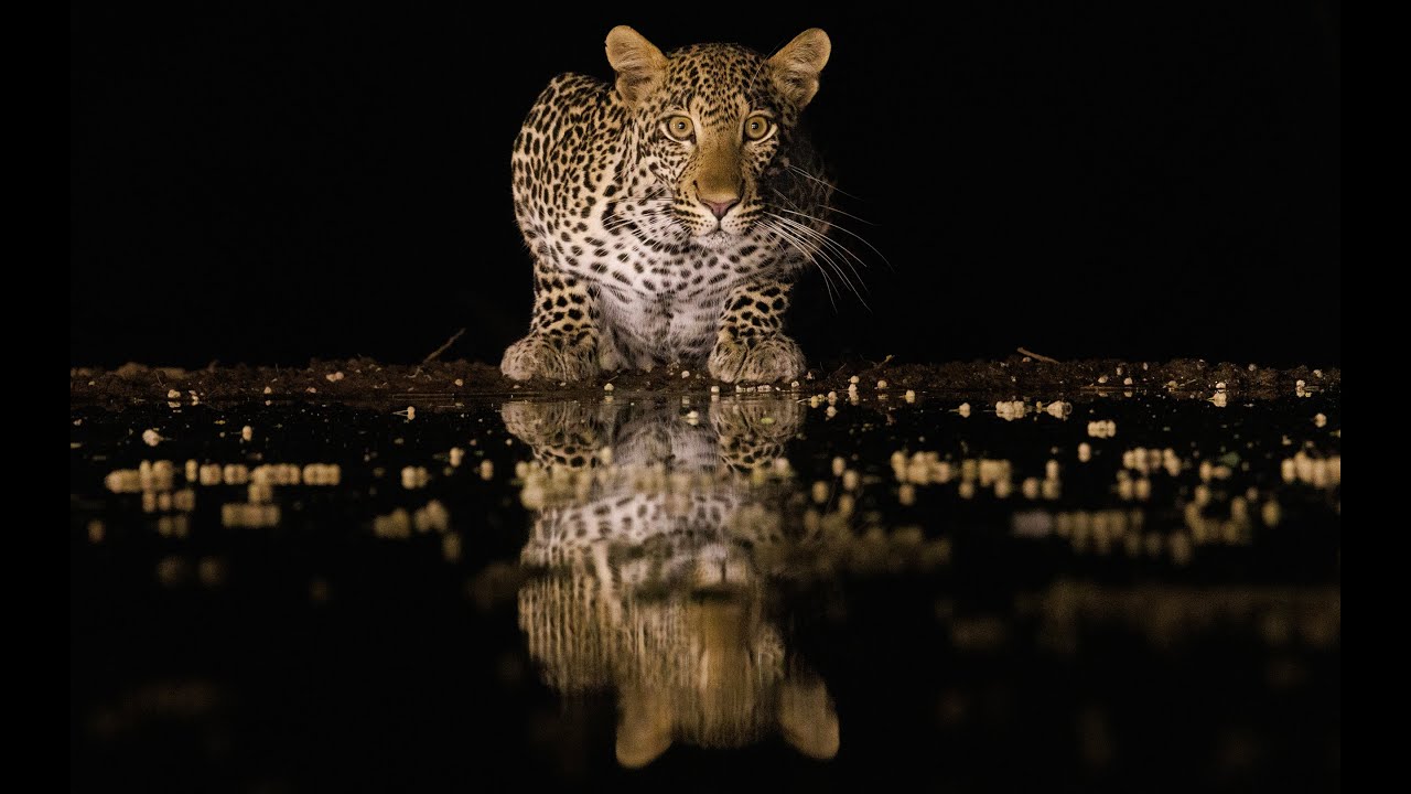 African Wildlife at Night - YouTube