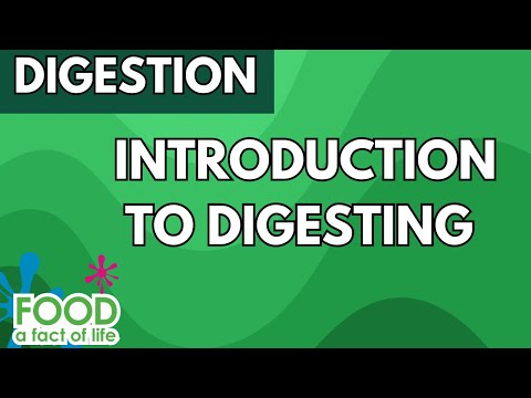 Introduction to digestion - YouTube