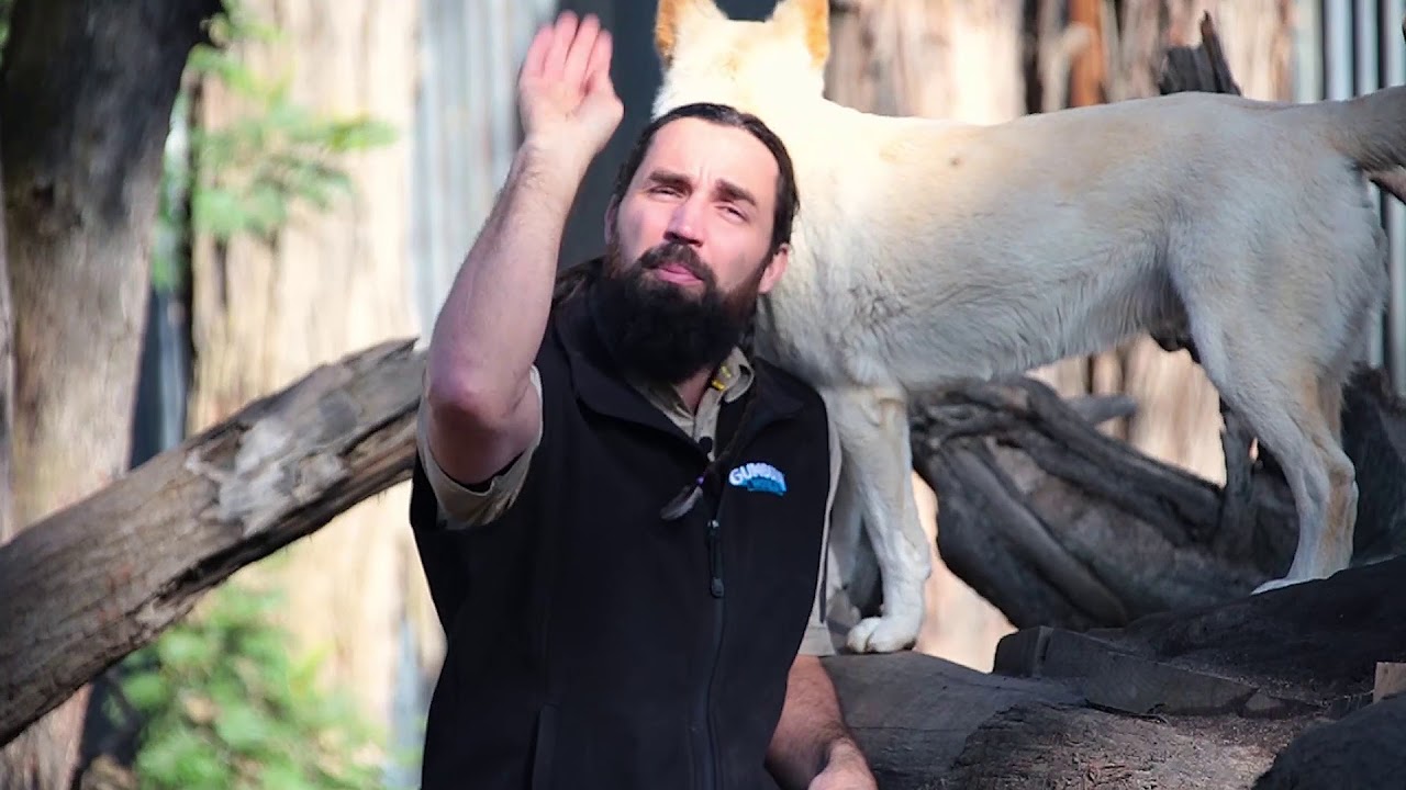 Wildlife Trails EP3 - Meet our Alpine Dingoes - YouTube