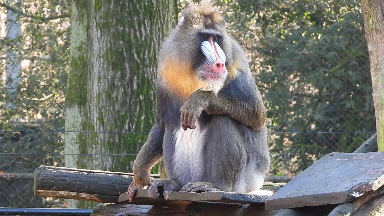 Baviaan - YouTube