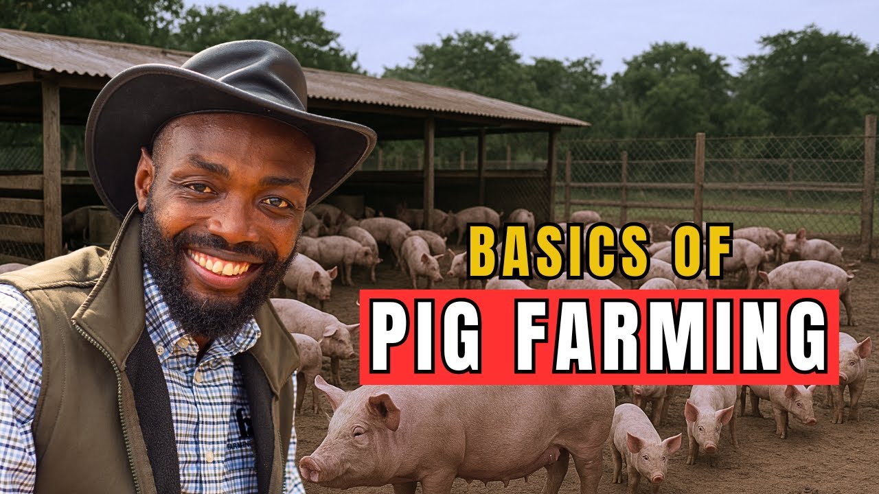 WATCH THIS BEFORE YOU START A PIG FARMING BUSINESS IN AFRICA - YouTube
