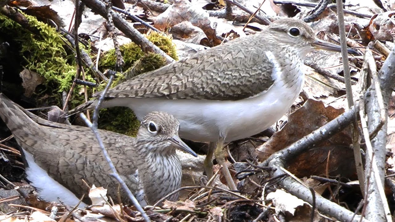 Птица Перевозчик высиживает яйца, Common sandpiper incubates eggs - YouTube