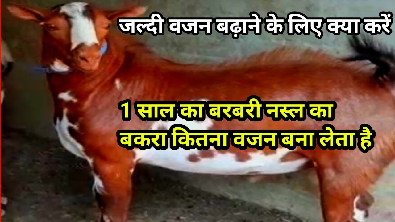 1 Barbari Bakri Ka Weight Kitna Hota Hai 1-barbari-bakri-ka-weight-kitna-hota-hai