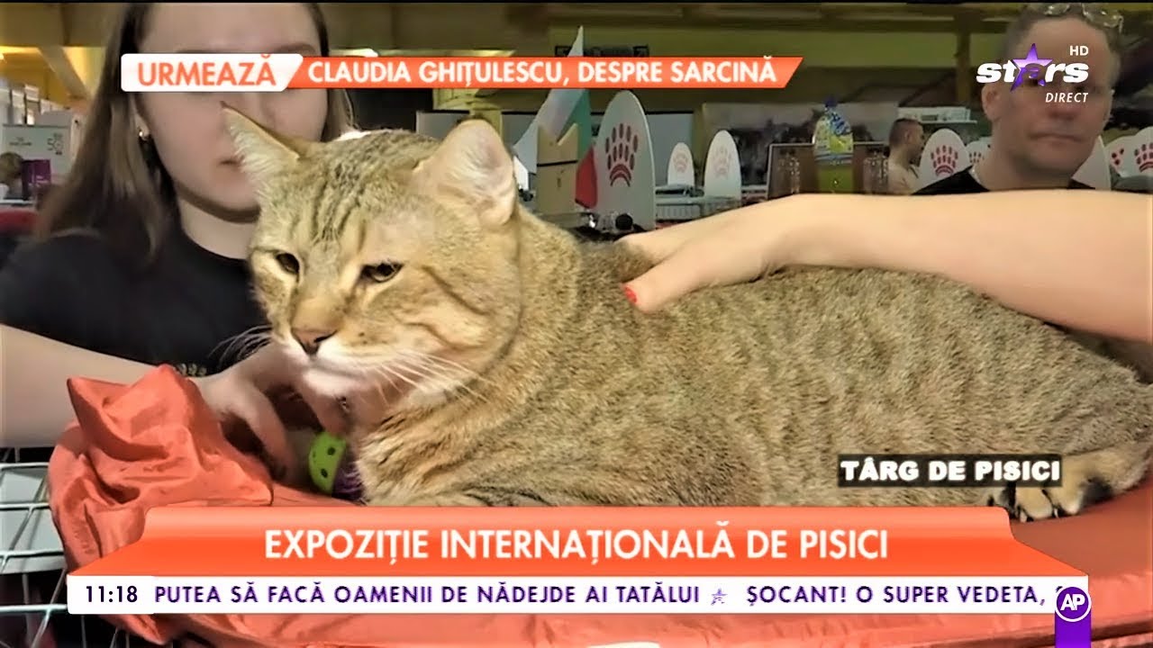 Expoziţia Felină Internaţională de Primăvară, sofisticat. Peste 250 de ...