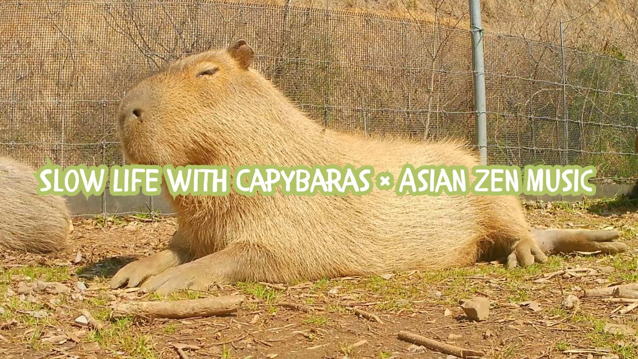 【Fall Asleep in 7 Minutes】Slow Life with Capybaras × Asian Zen Music ...