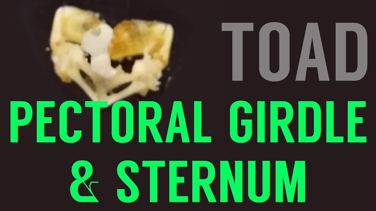 #6 Toad Pectoral Girdle & Sternum - YouTube