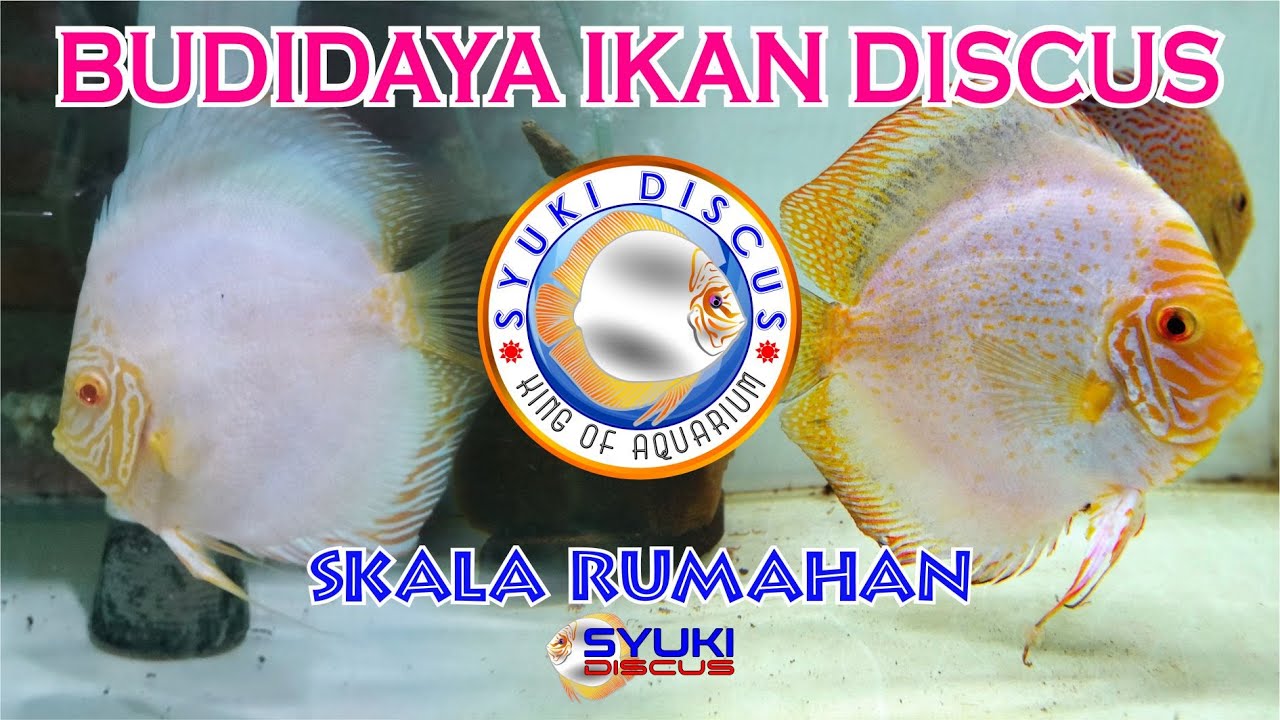 BUDIDAYA IKAN DISCUS - YouTube