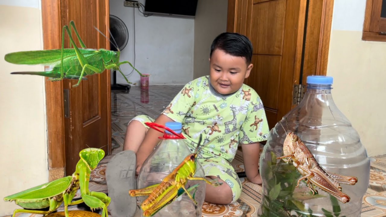 Hunting Belalang Daun dan Belalang Cangcorang || Rafka Edisi Pindahin ...