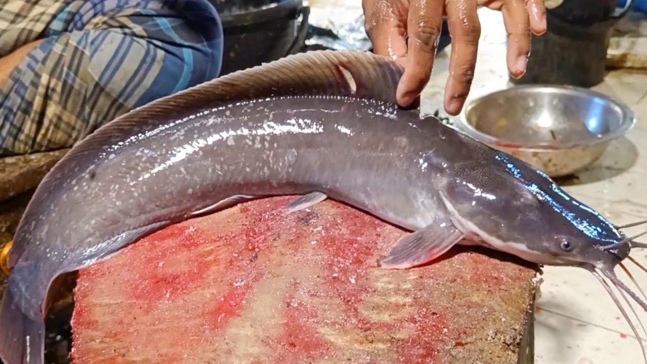 Amazing Giant Magur Fish Cutting Skills In Bangladesh Fish Market ...