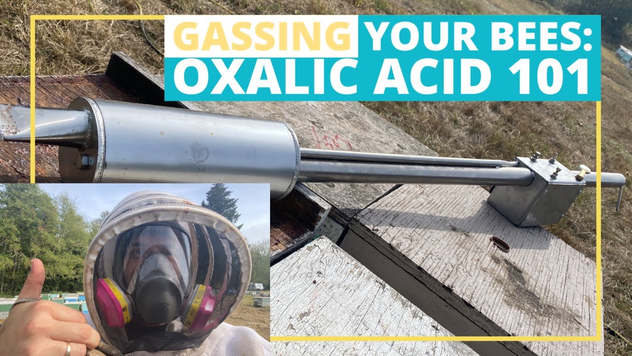 Gassing Your Bees: Oxalic Acid - YouTube