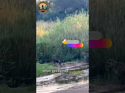 Bal porsuğu vs leopar özel edit...