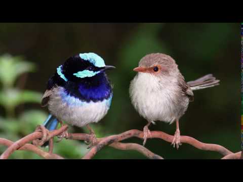 Kuş Sesi / Kuş Ses Efekti (3)