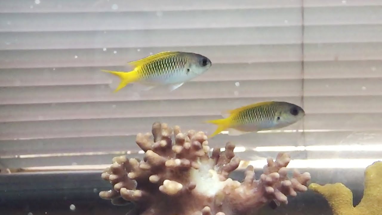 rarest marine fish Guam Damsel (Pomachromis guamensis) - YouTube