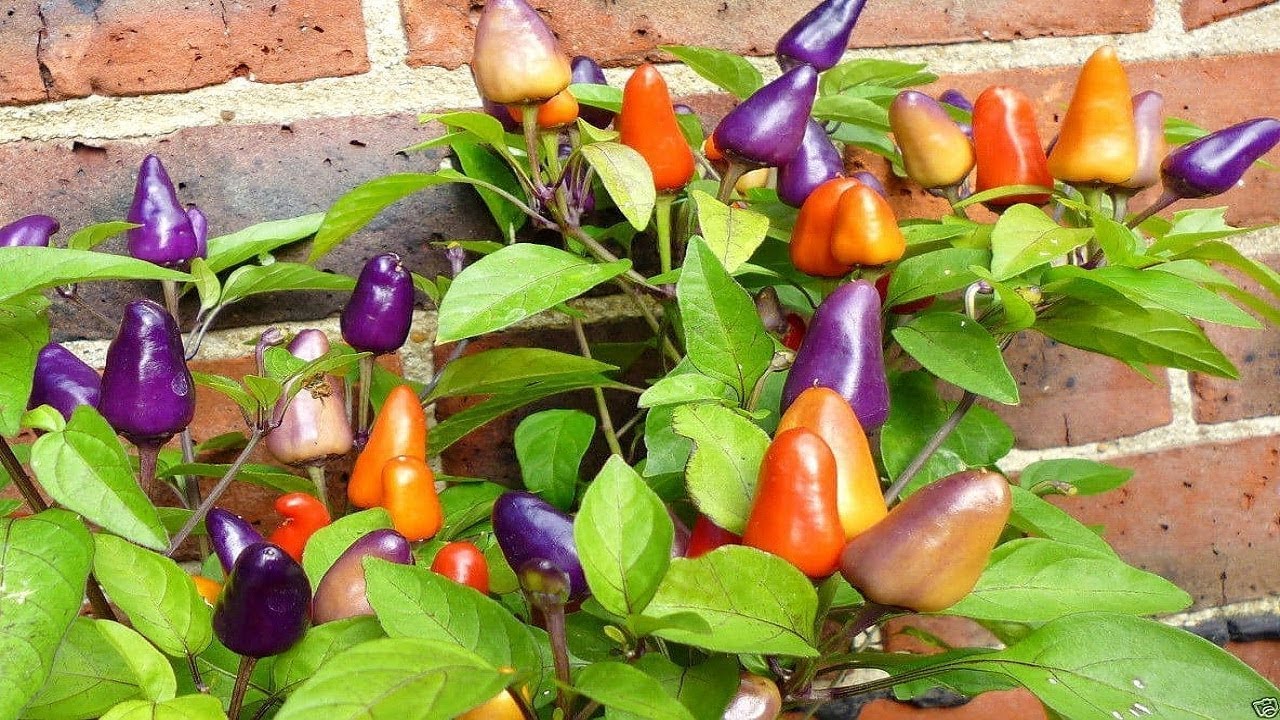 AURORA PEPPER | Capsicum annuum | Pod Review 2019 - YouTube